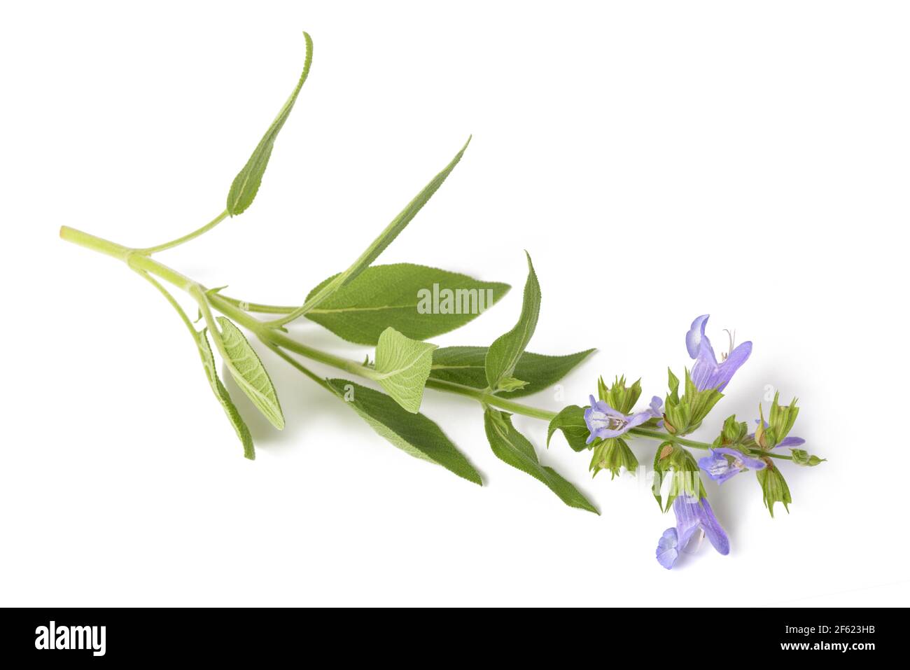 Fleurs sauge plante herbe en fleur Banque de photographies et d’images ...