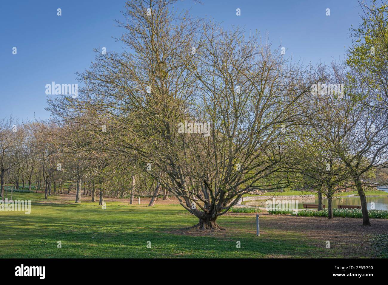Arbre Remarquable De France Banque De Photographies Et Dimages à Haute