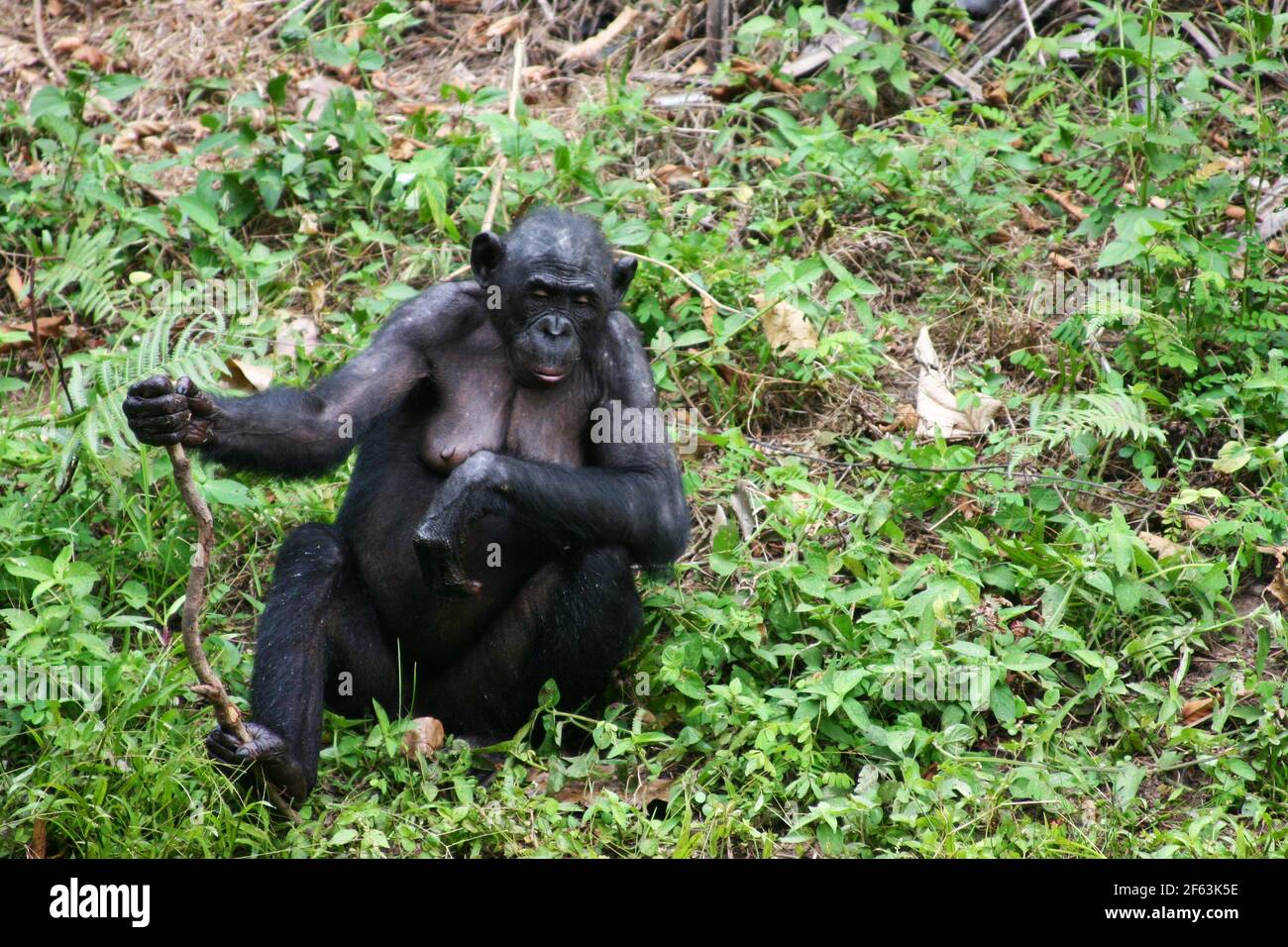 Bonobo femelle Banque de photographies et d’images à haute résolution ...
