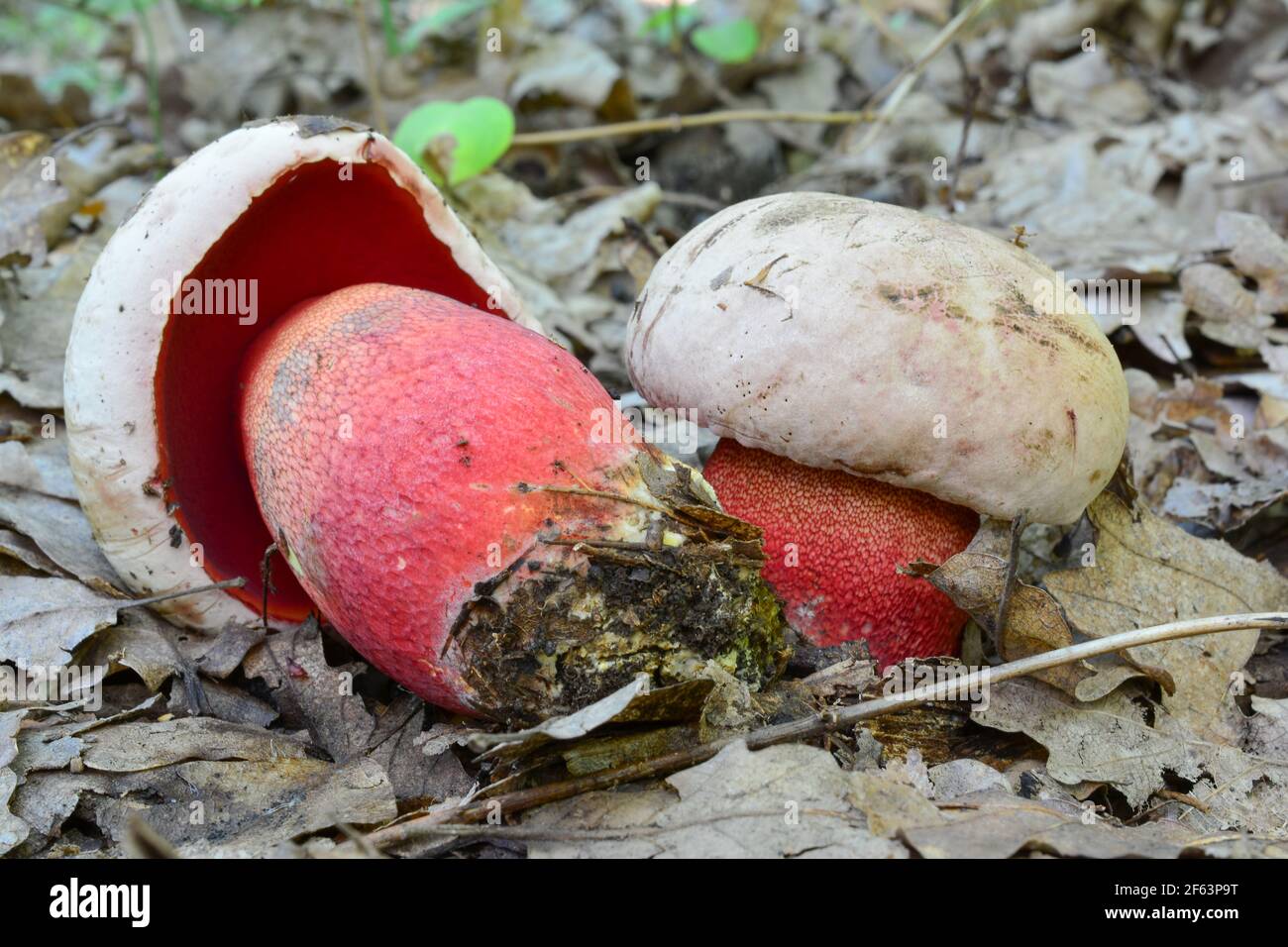 Champignons bolets toxiques Banque de photographies et d’images à haute ...