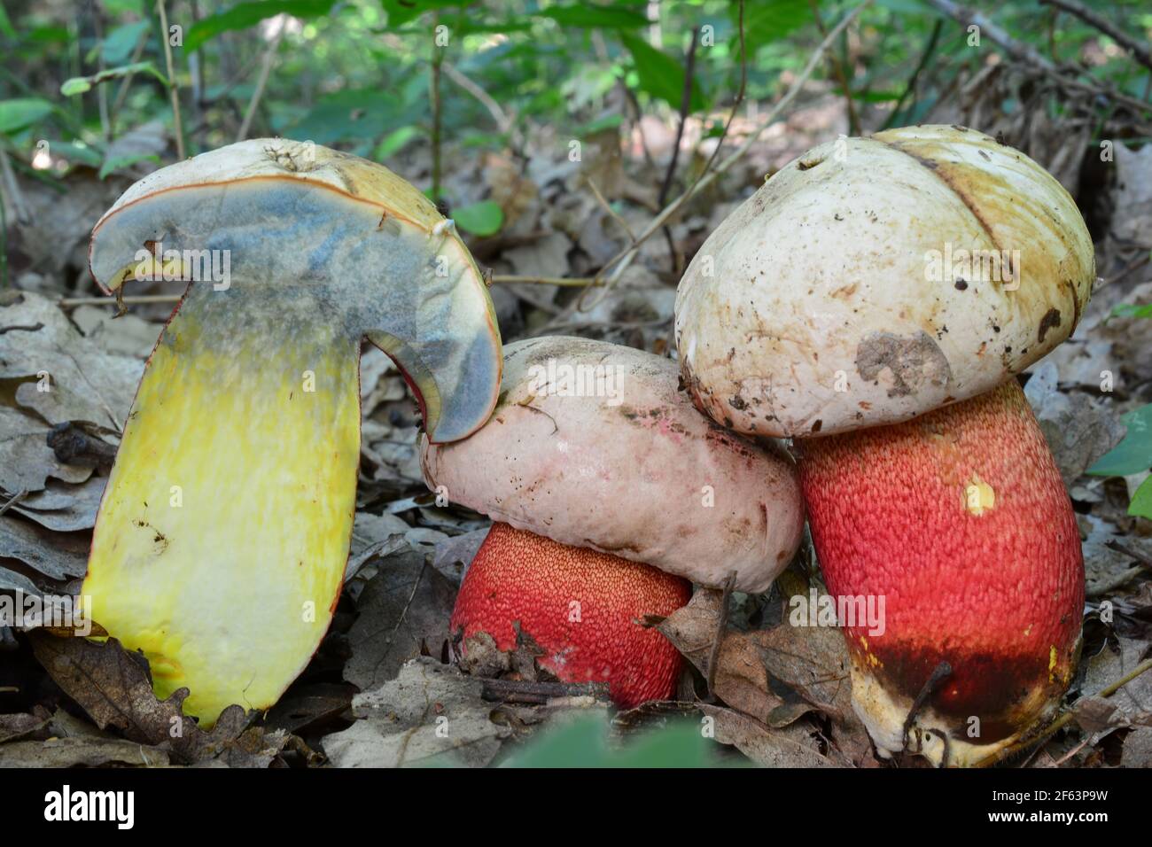 Boletus rhodoxanthus Banque de photographies et d’images à haute ...