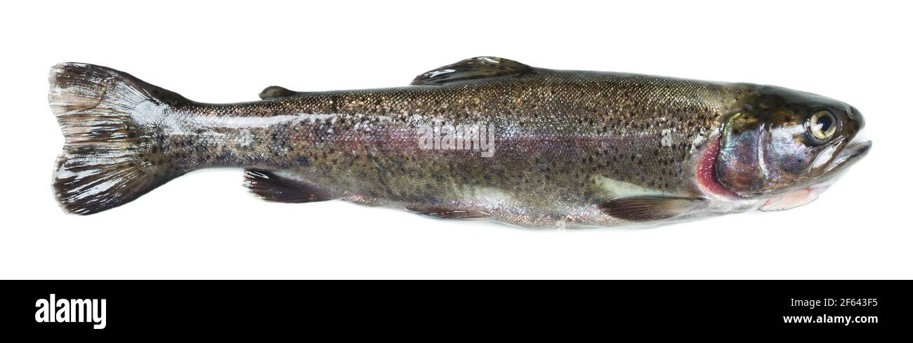 Poisson mangeable Banque de photographies et d’images à haute ...