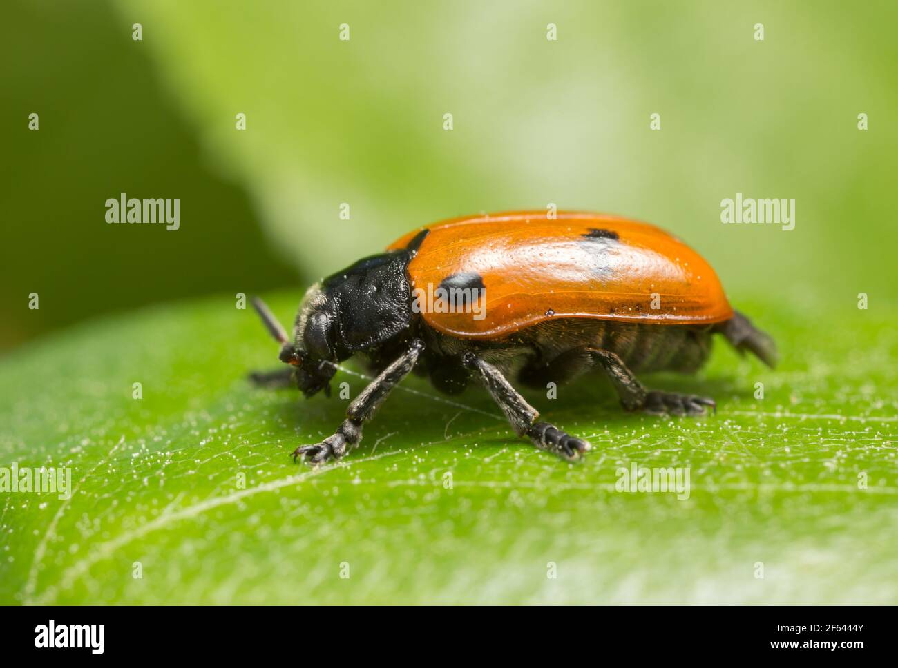 Clytra quadripunctata Banque de photographies et d’images à haute ...