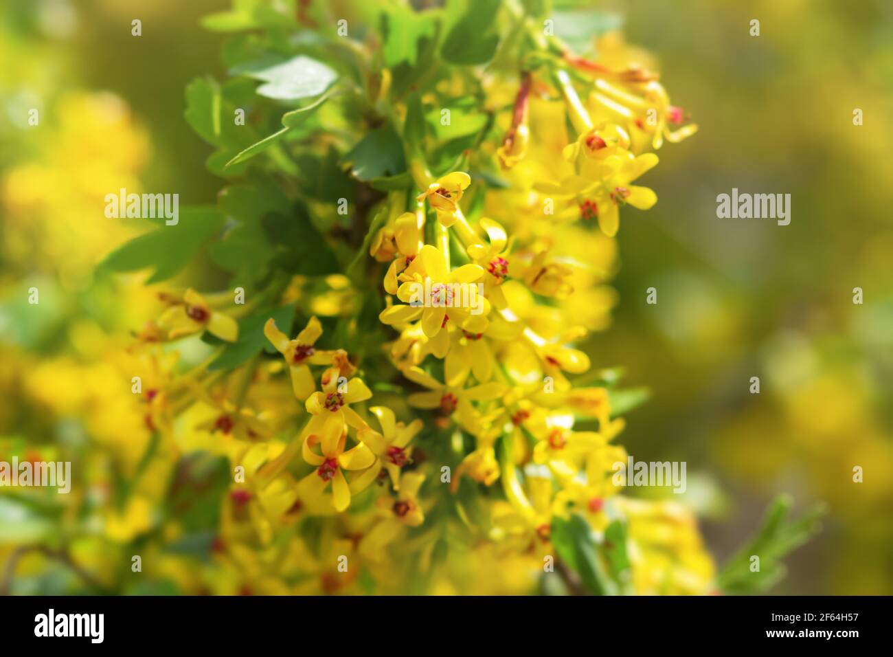 Fleurs de cassis dans le jardin de printemps. Fleurs jaunes vives et ...
