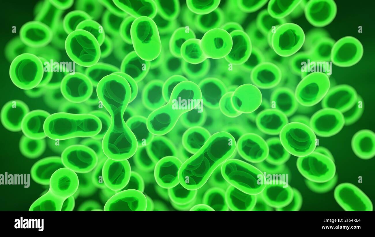 Division cellulaire sous microscope. La mitose, le processus de ...