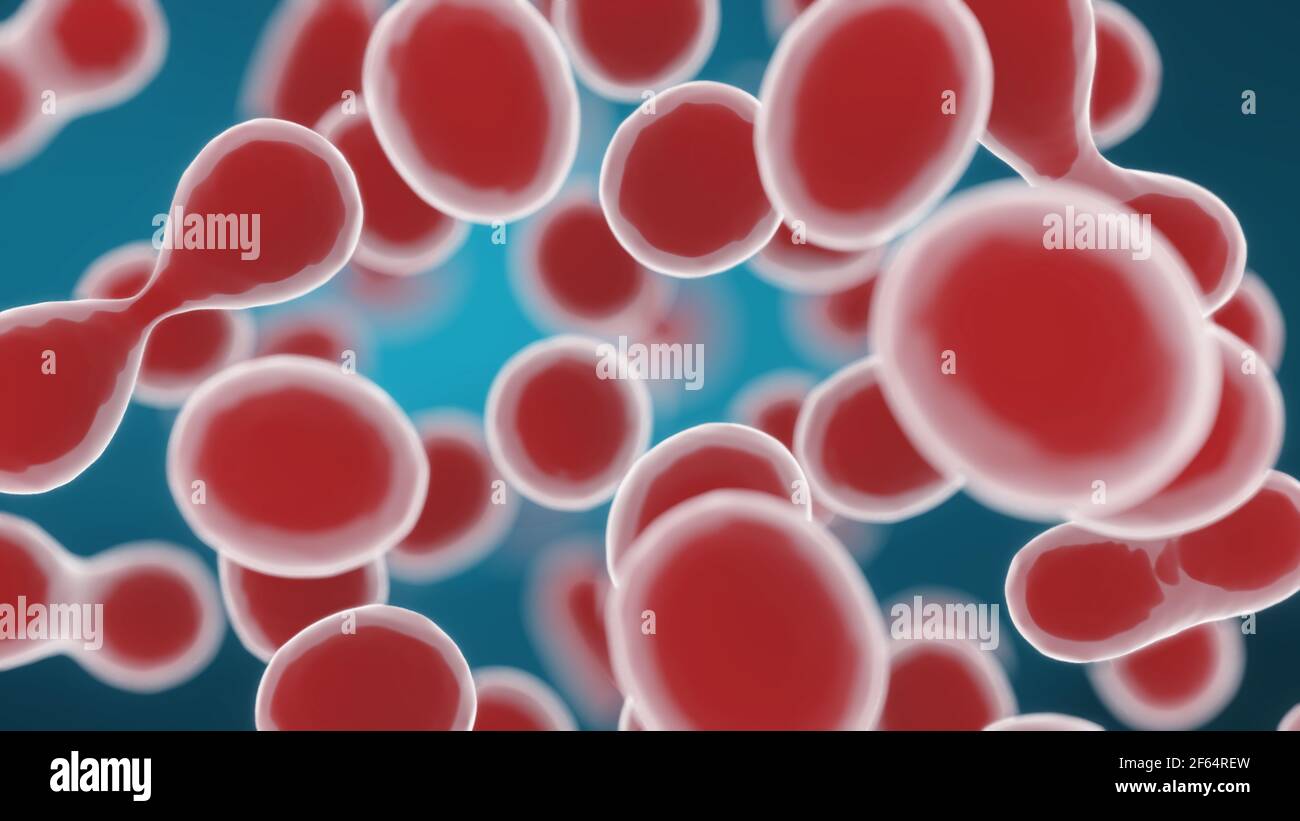 Division cellulaire sous microscope. La mitose, le processus de ...