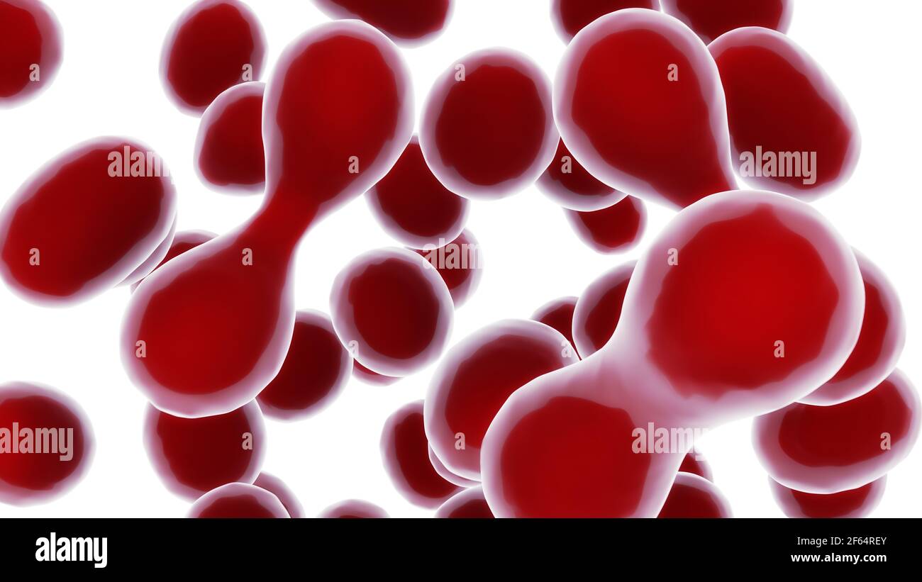 Cellule sanguine humaine au microscope Banque de photographies et d ...