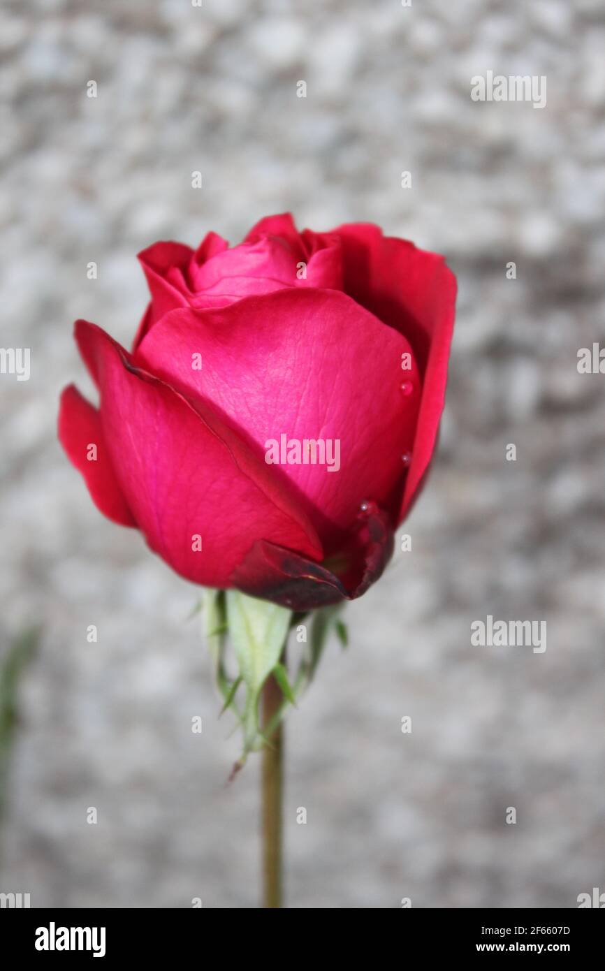 Rosa amour durable Banque de photographies et d’images à haute ...