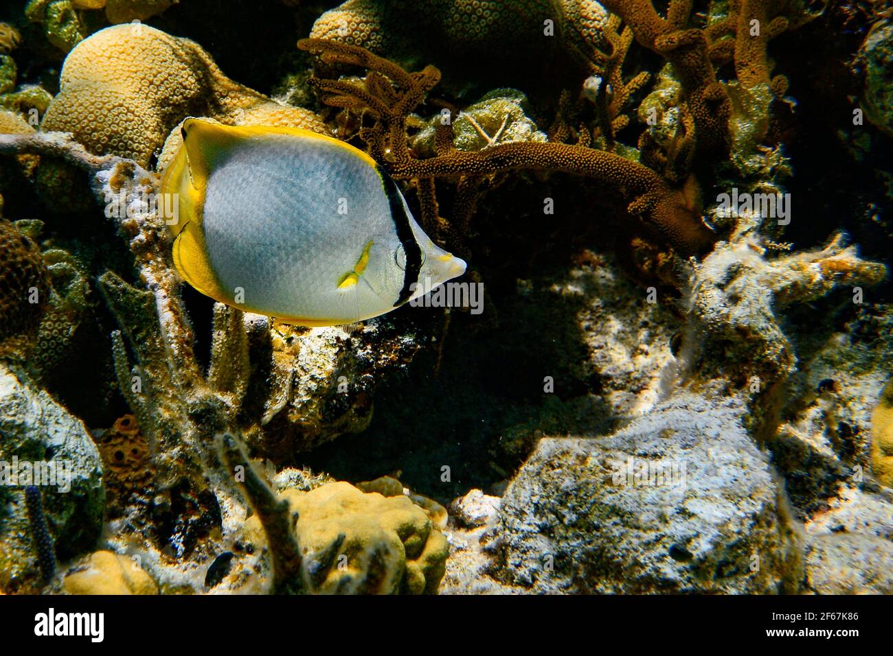Poisson papillon Banque de photographies et d’images à haute résolution ...