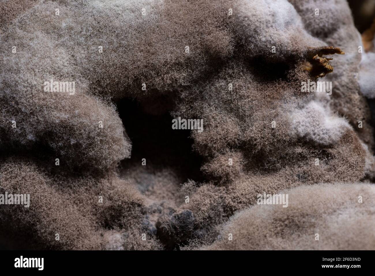 Couvert dans beaucoup de sporanges de la moule de pin pourriture des ...