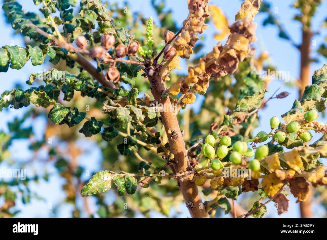 Incense tree boswellia Banque de photographies et d’images à haute ...