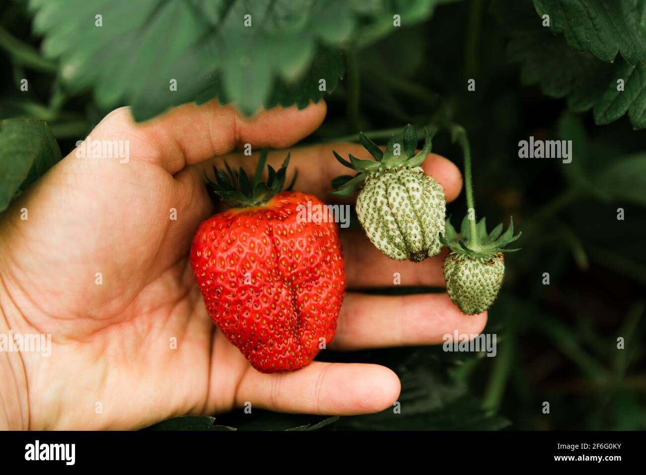 Fraises bio fraises champ fraises agriculture Banque de photographies ...