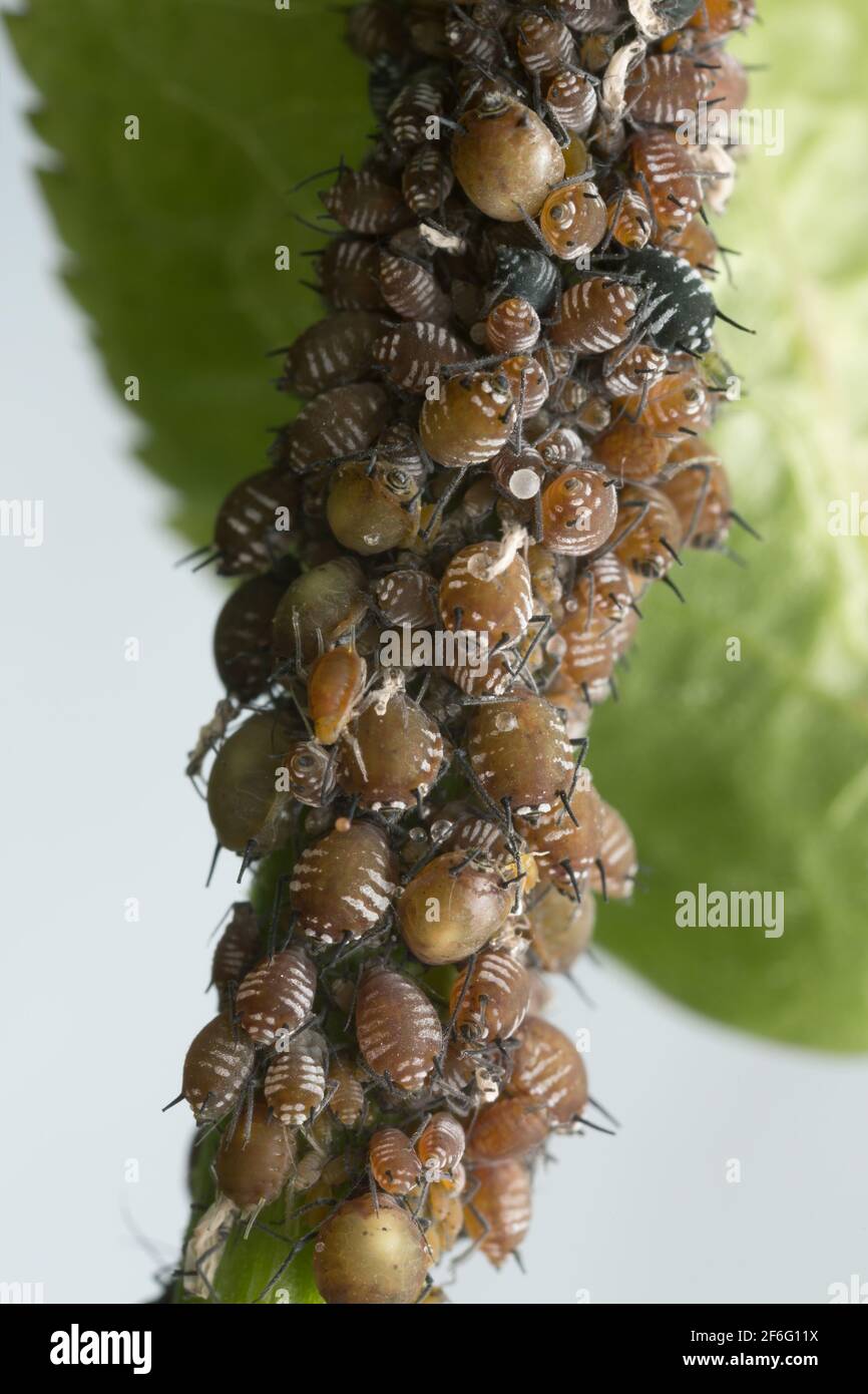 Pucerons marron Banque de photographies et d’images à haute résolution ...