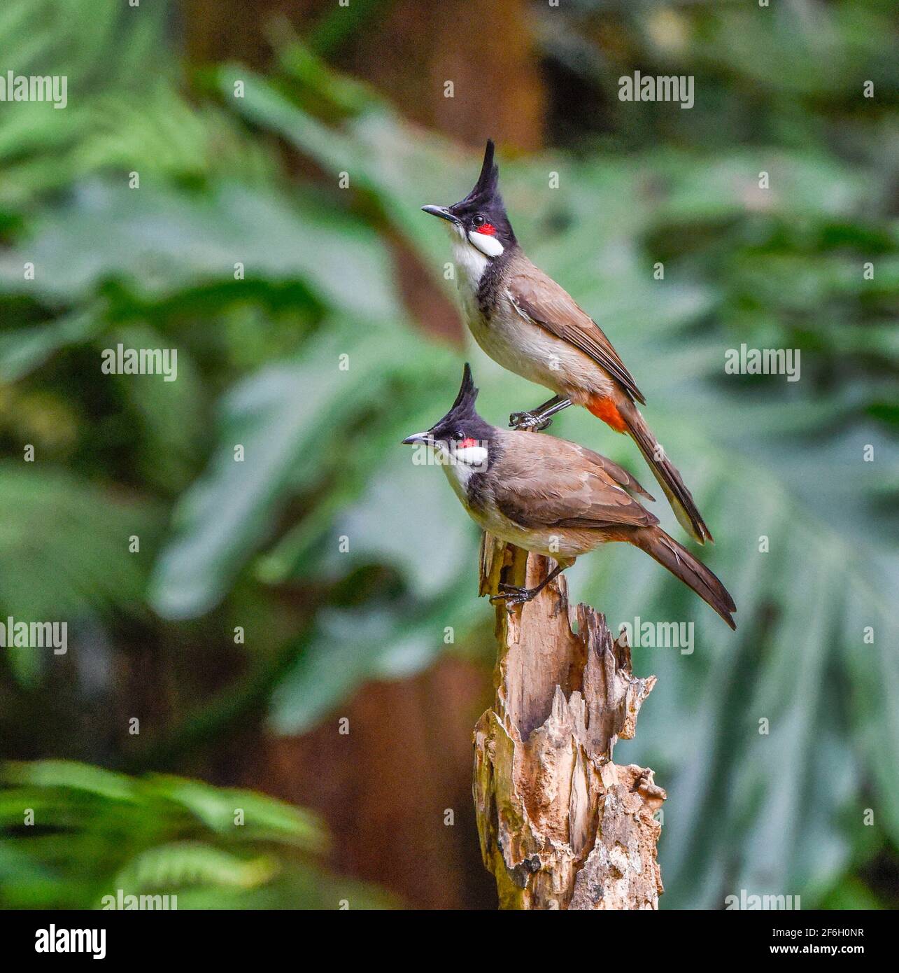 NANNING, CHINE - le 31 MARS 2021 - les Bulbuls à moustaches rouges ...