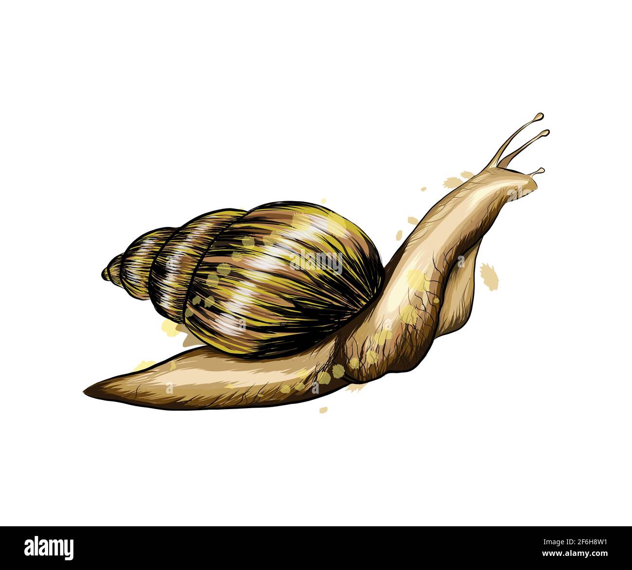 Escargot de jardin d'une touche d'aquarelle, dessin coloré, réaliste ...