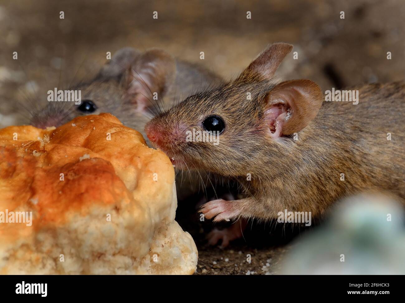 La souris de la maison est un petit mammifère de l'ordre de Rodena ...