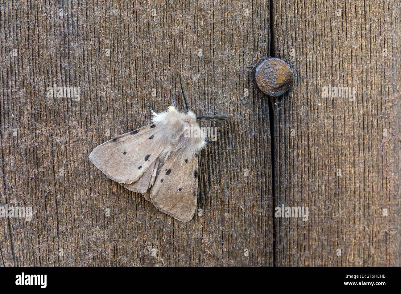 Muslin moth Banque de photographies et d’images à haute résolution - Alamy