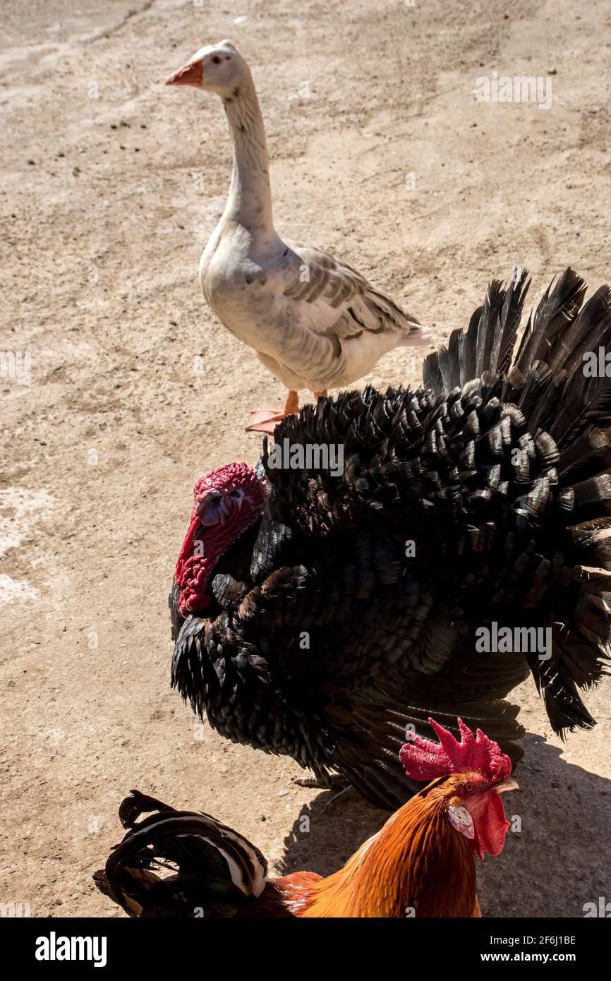 Dinde agricole Banque de photographies et d’images à haute résolution ...