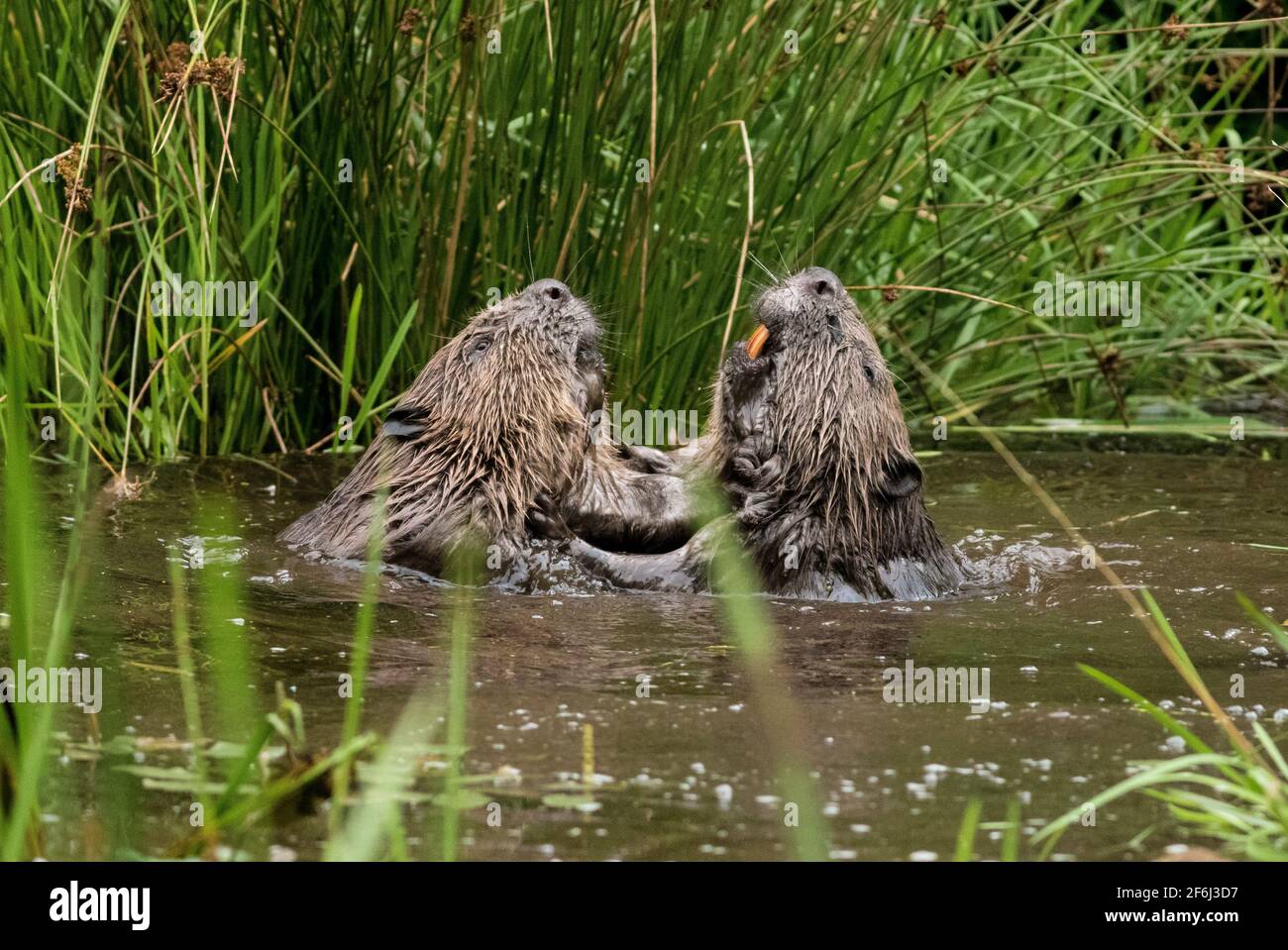 Queues de ricin Banque de photographies et d’images à haute résolution ...