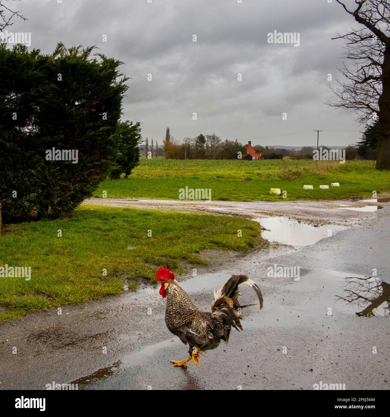 Chicken crossing road Banque de photographies et d’images à haute ...