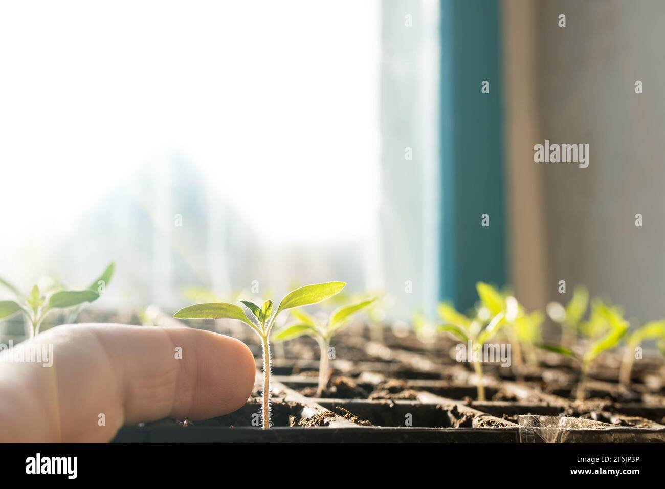 Gros plan de semis de tomates Banque de photographies et d’images à ...