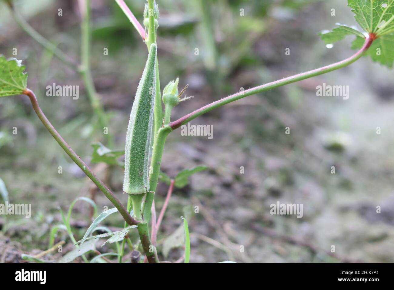 Plante de doigt de dame qui pousse dans le jardin d'accueil, légume d ...