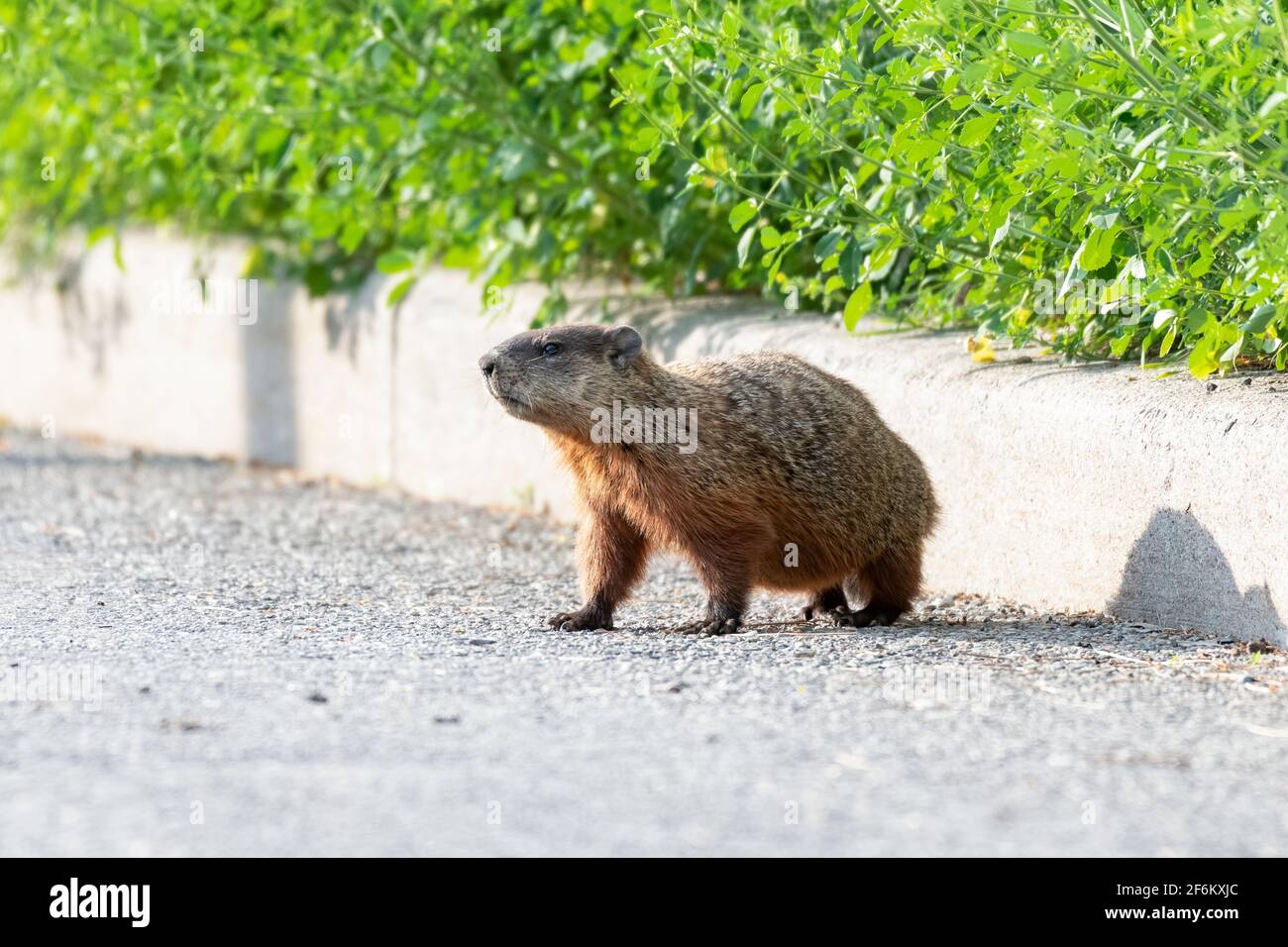 Marmota monax Banque de photographies et d’images à haute résolution ...