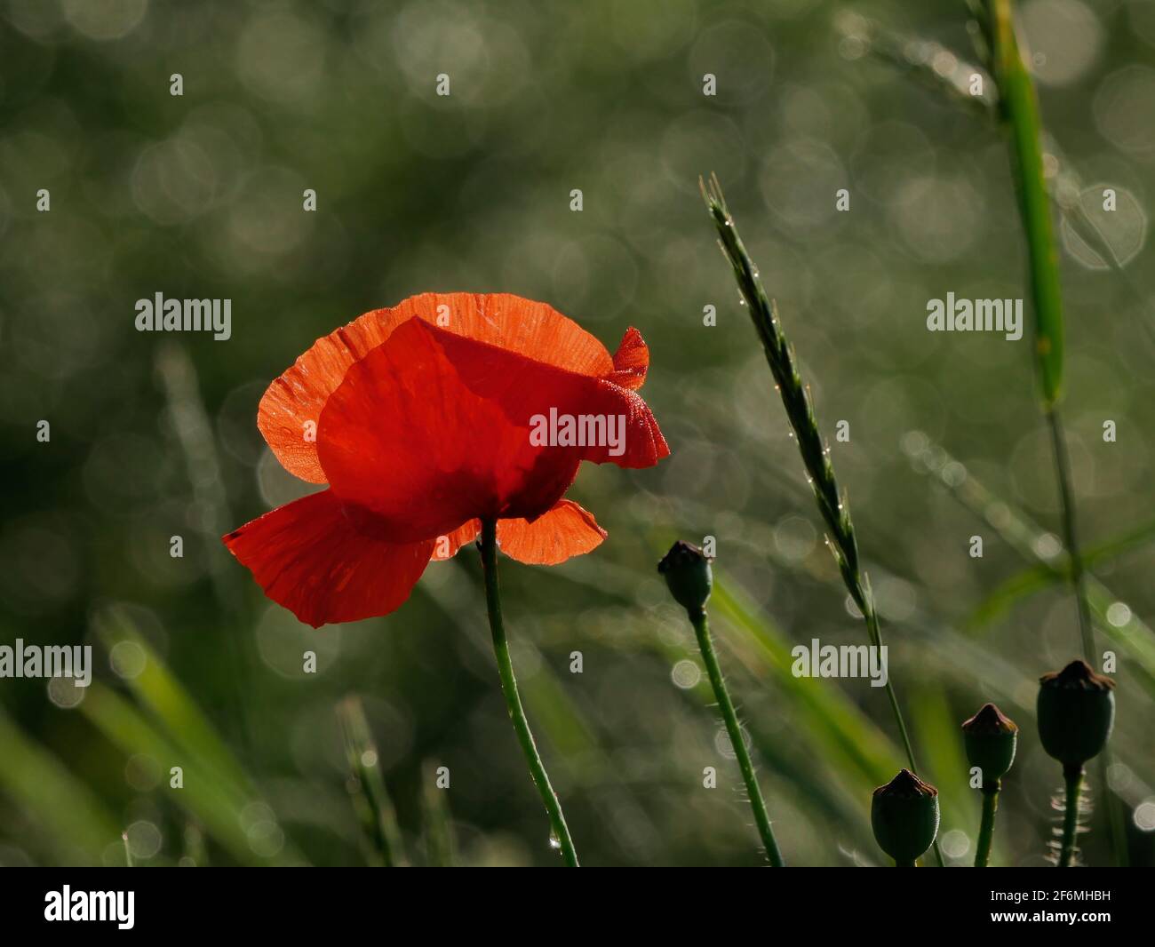 Mohn blumen Banque de photographies et d’images à haute résolution - Alamy