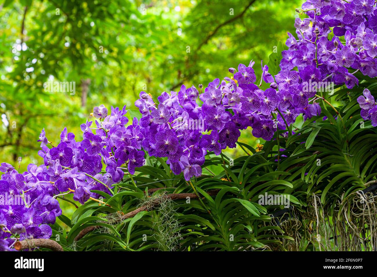 Wanda orchid Banque de photographies et d’images à haute résolution - Alamy