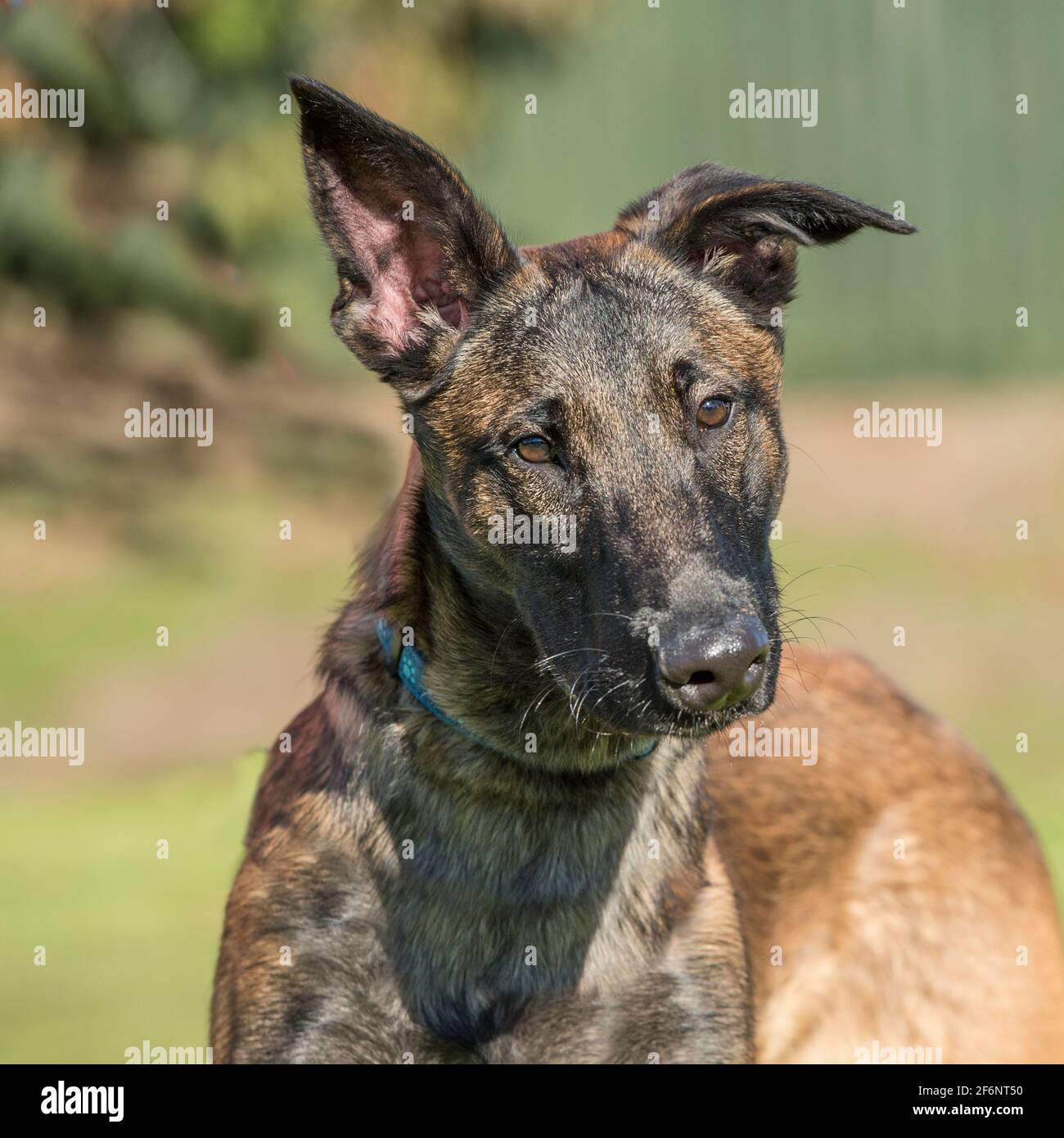 Chiot malinois Banque de photographies et d’images à haute résolution ...