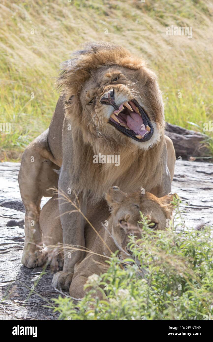 Accouplement Lions Banque d'image et photos - Alamy