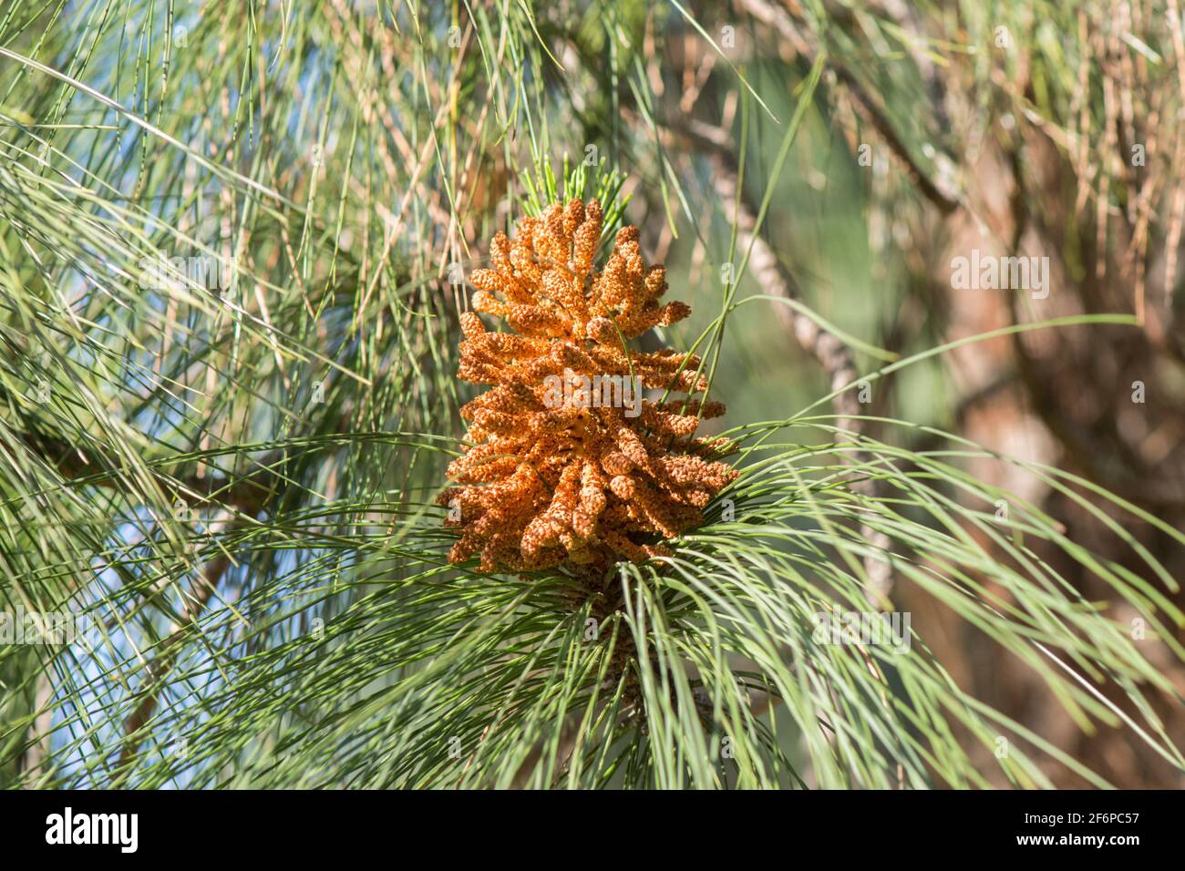 Pinus canariensis Banque de photographies et d’images à haute ...