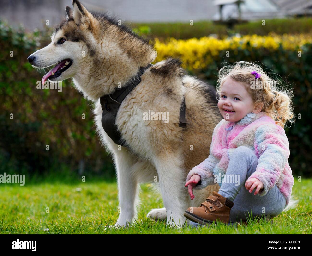 Petite fille grand chien Banque de photographies et d’images à haute ...