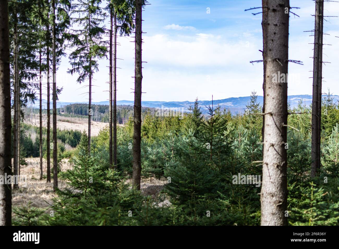 Jeunes conifères dans la forêt. Sapin vert à proximité. Randonnée en ...