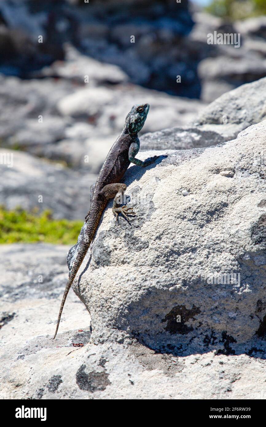 Roche grise Banque de photographies et d’images à haute résolution - Alamy