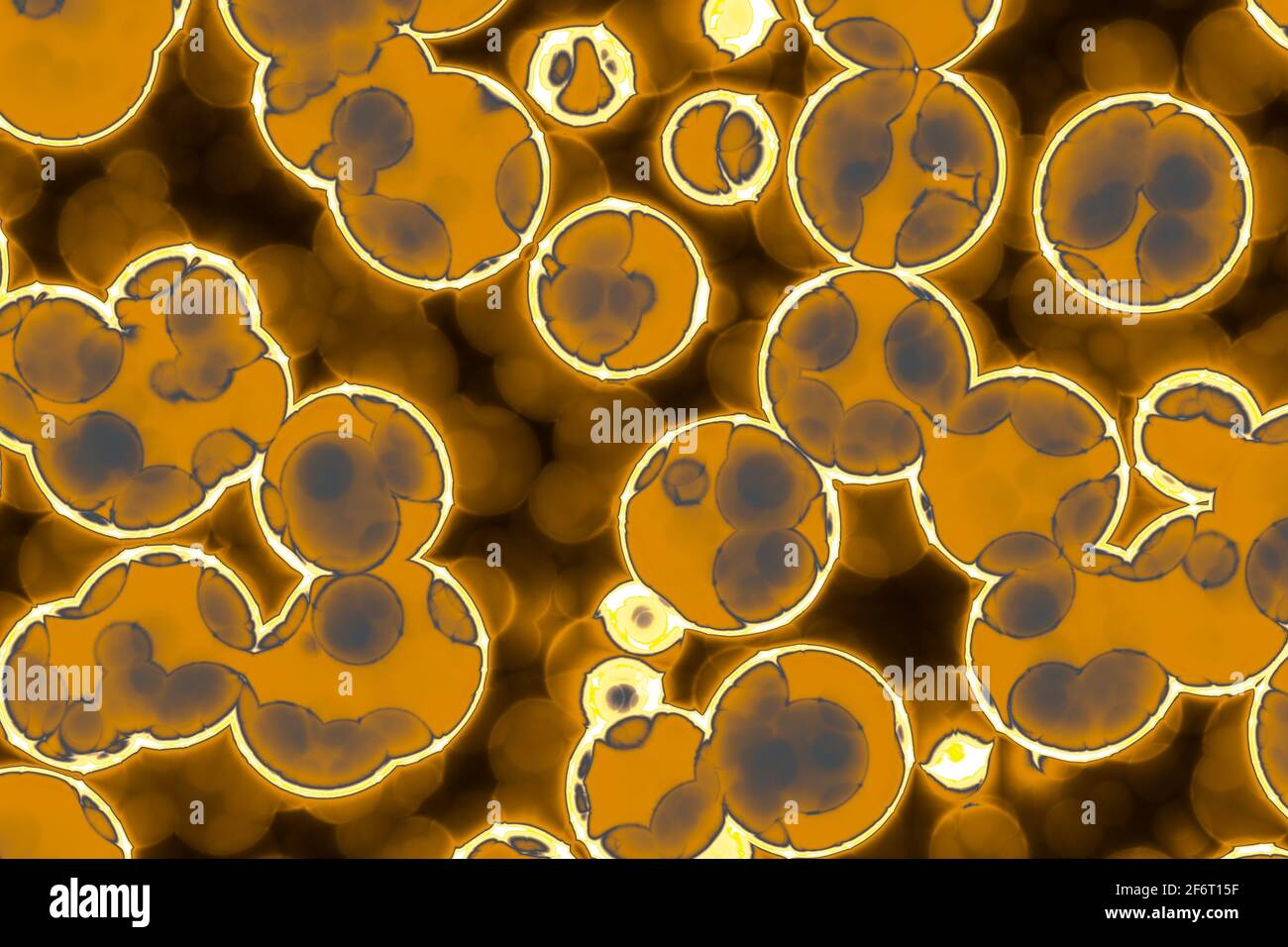 Bactérie spirille Banque de photographies et d’images à haute ...