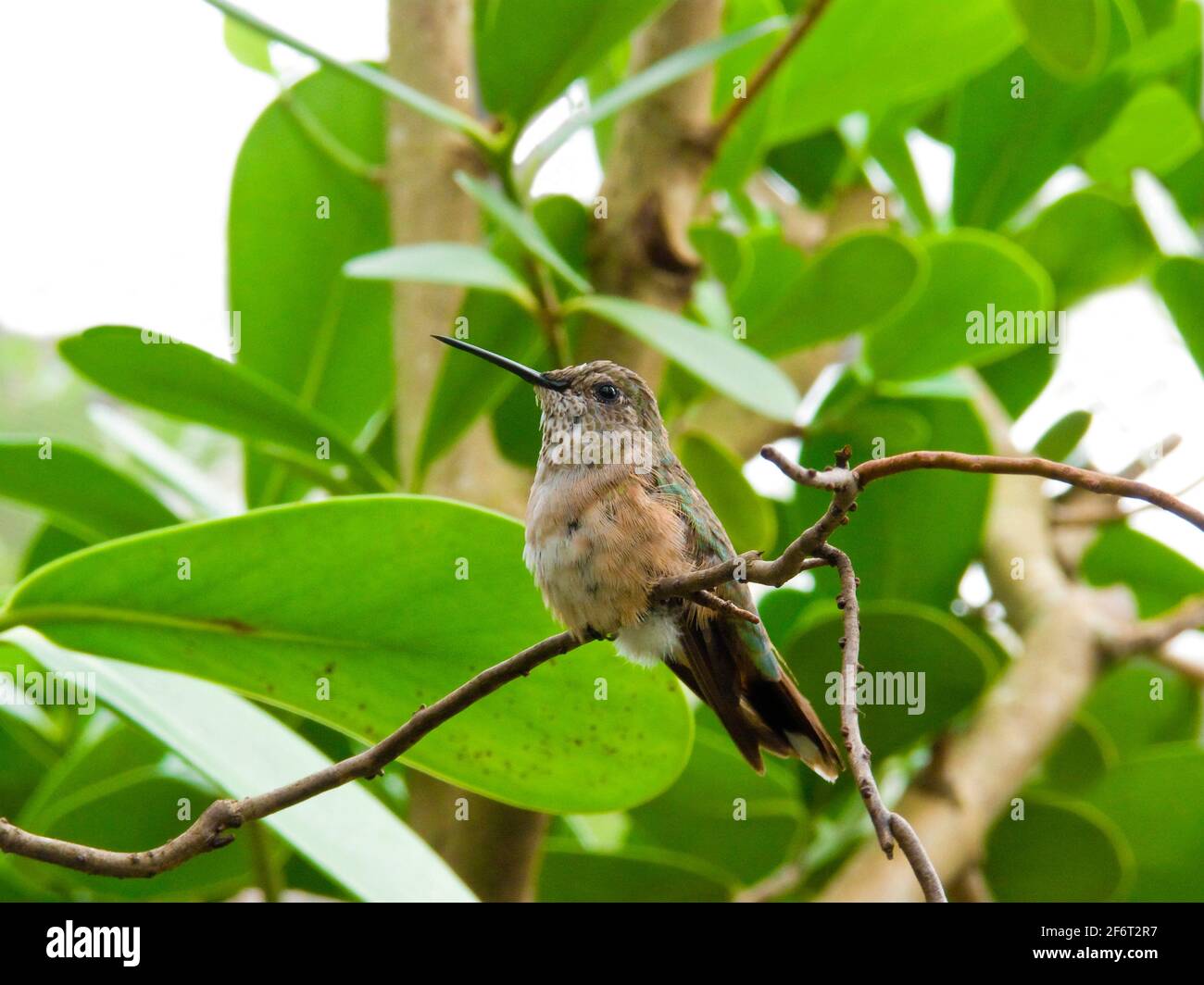 Papillon colibri Banque de photographies et d’images à haute résolution ...