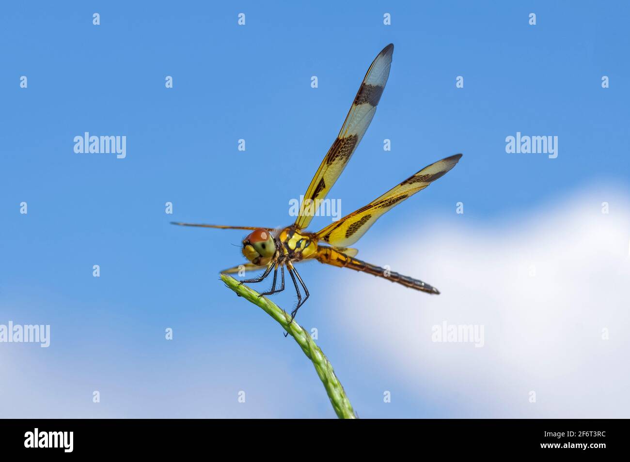 Insecte volant brun Banque de photographies et d’images à haute ...