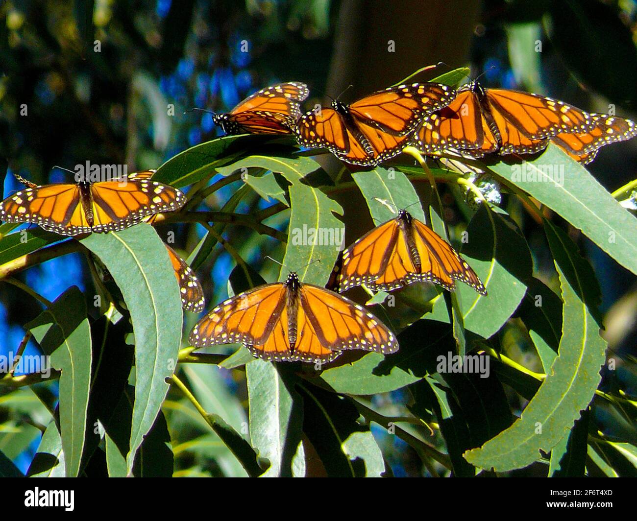 Papillon monarque californie Banque de photographies et d’images à ...