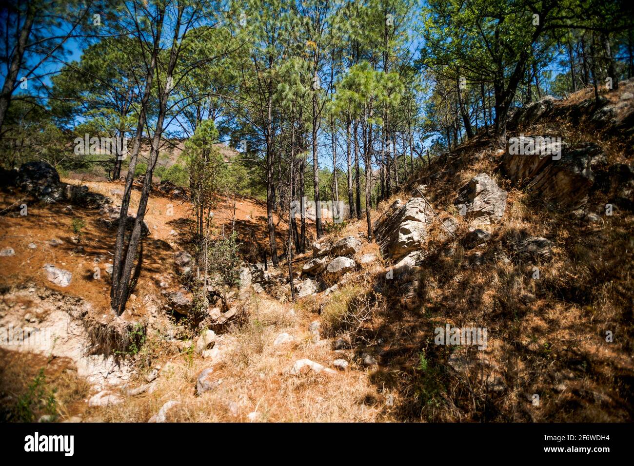 Chemin de fer de chihuahua al pacifico Banque de photographies et d ...
