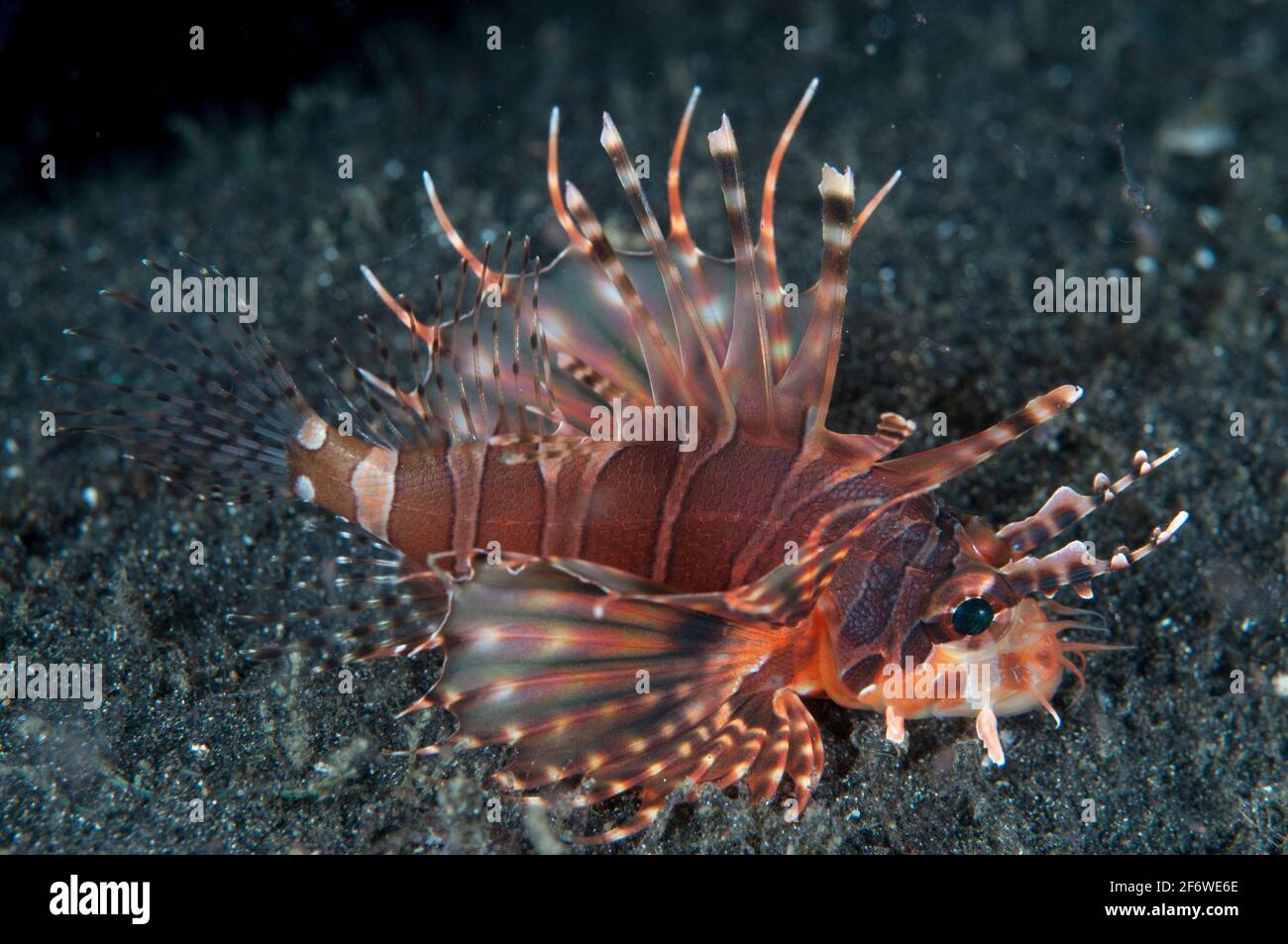 Mombasa Lionfish Banque d'image et photos - Alamy