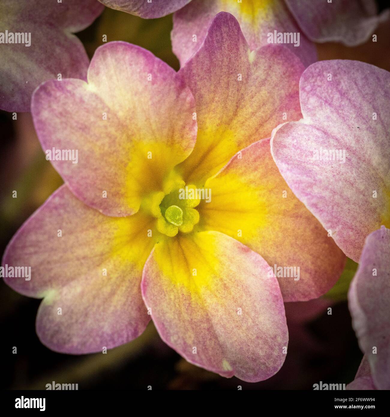 Polyanthus en fleurs Banque de photographies et d’images à haute ...