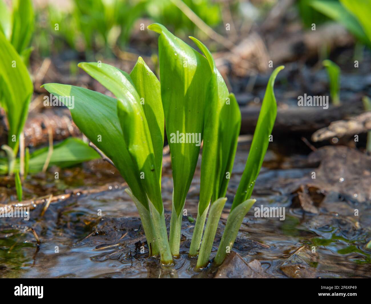 Les premières jeunes feuilles d'Allium ursinum, connues sous le nom d ...
