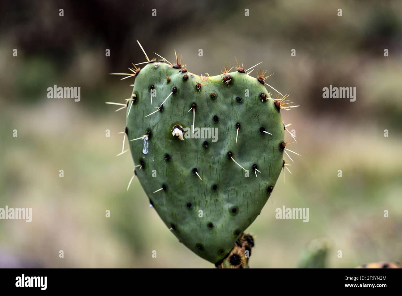 Coeur en forme de cactus Banque de photographies et d’images à haute ...