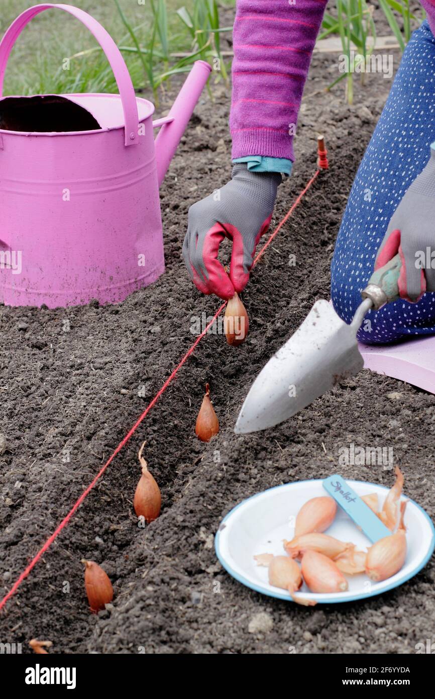 échalotes bananes Banque de photographies et d’images à haute ...