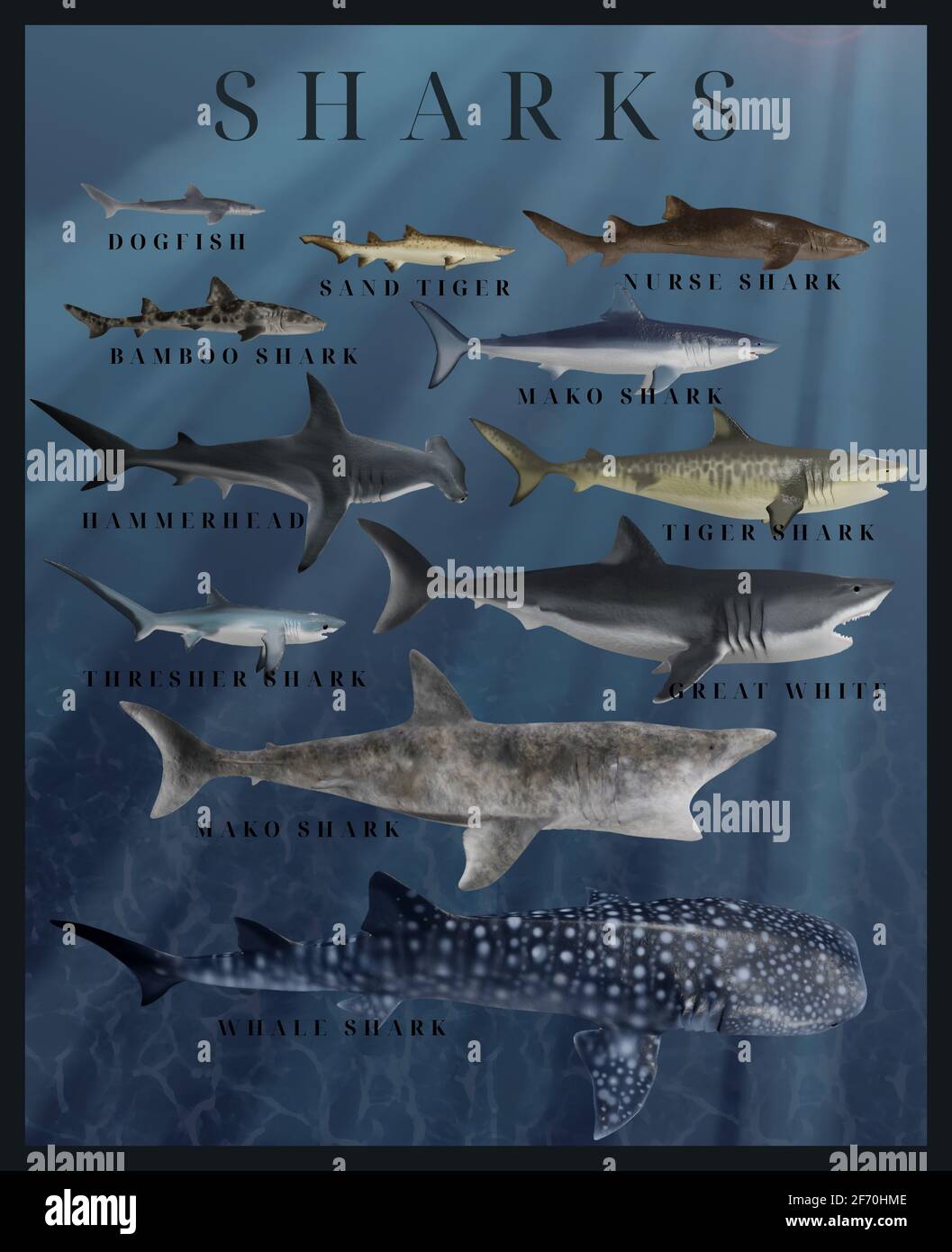 Affiche pédagogique illustrant différentes espèces de requins à l ...