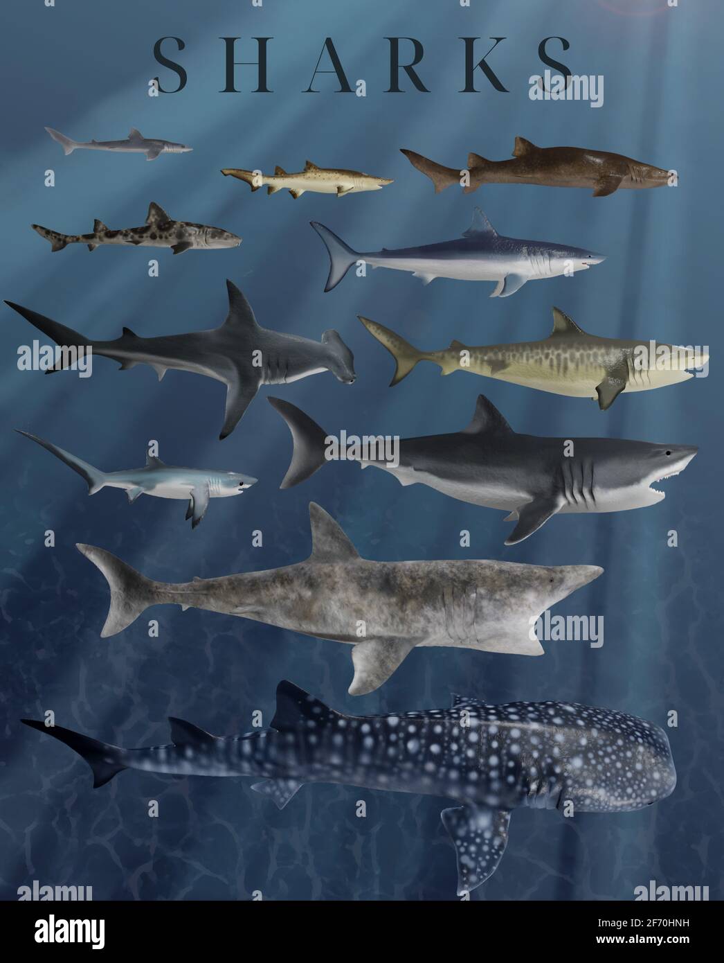 Espèces de requins Banque de photographies et d’images à haute ...