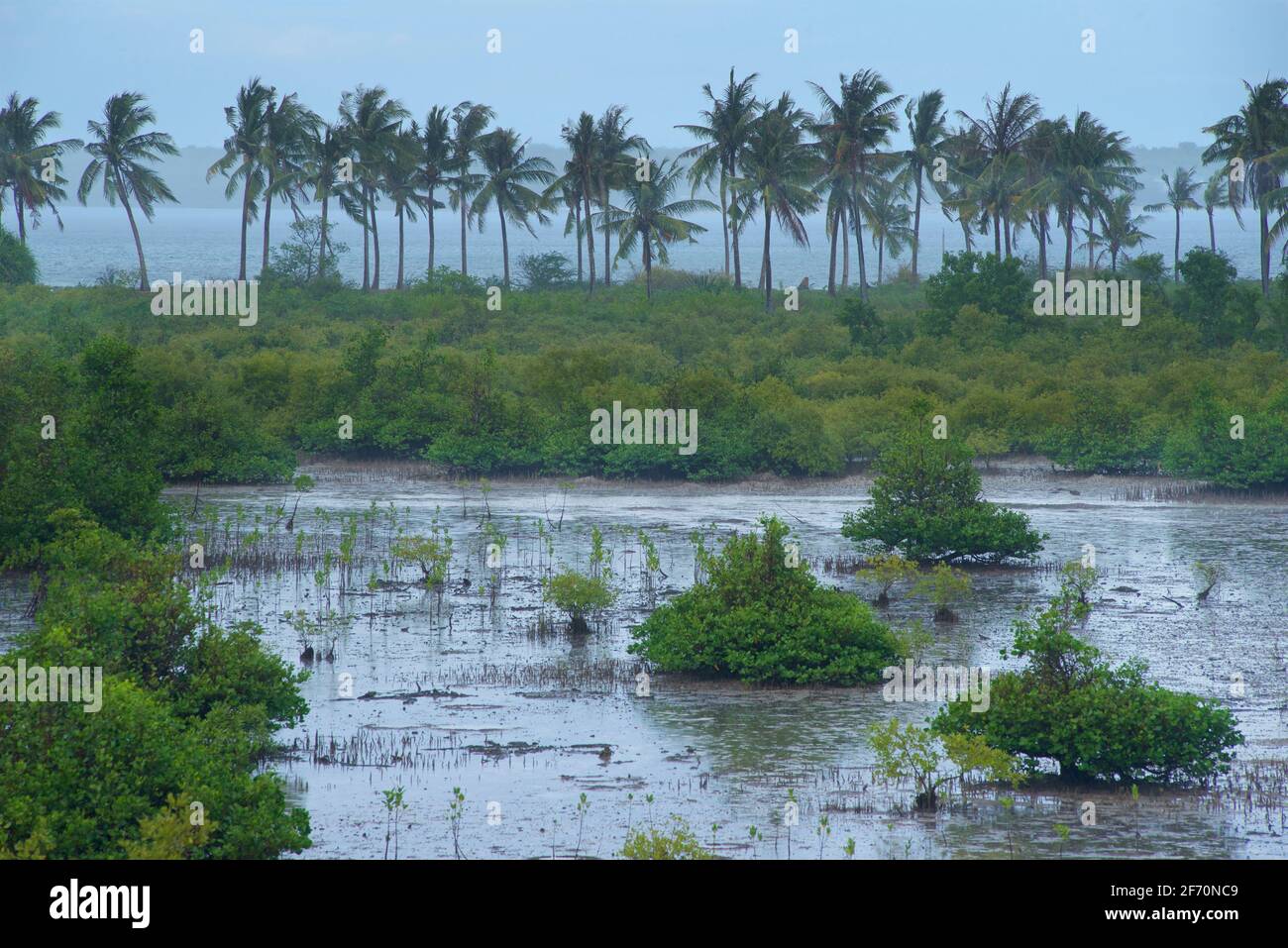 Mangroves, lagune de Balidbid, juste au nord de Santa Fe, île de ...