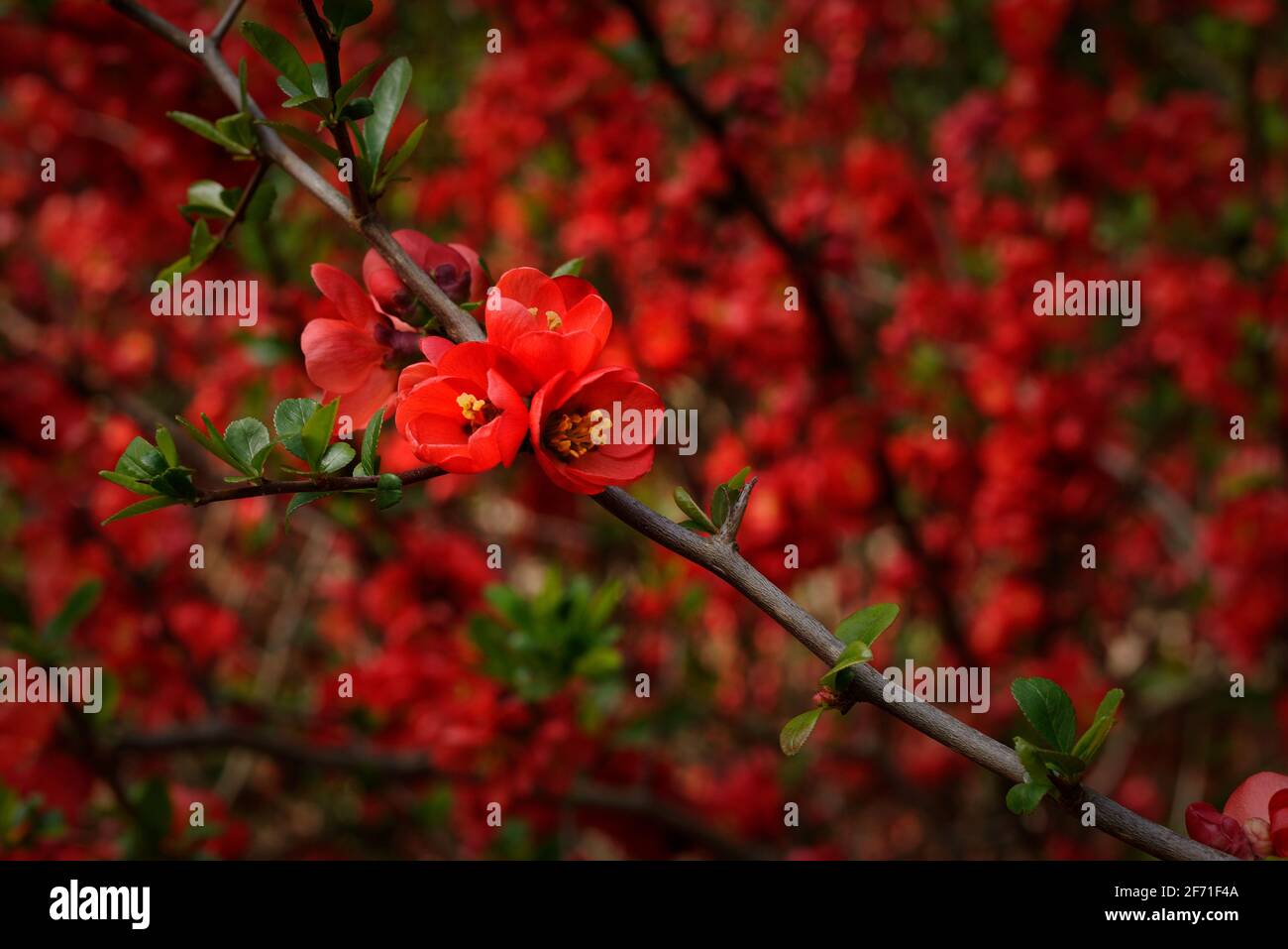 Maules coing chaenomeles japonica Banque de photographies et d’images à ...