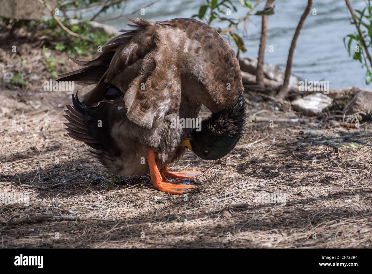 Oiseaux soi Banque de photographies et d’images à haute résolution - Alamy